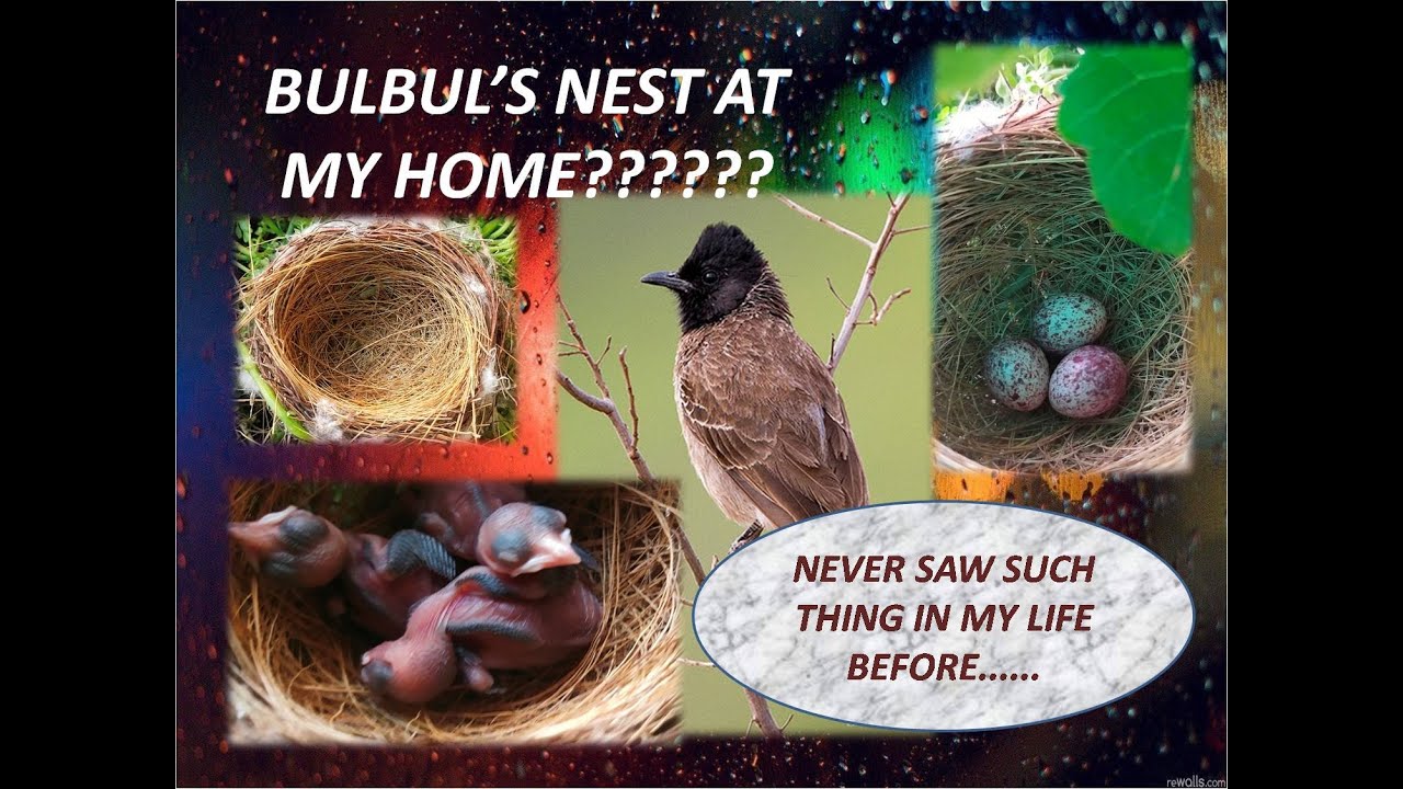 Bulbul bird egg hatching and growing day by day || Red whiskered bulbul ...