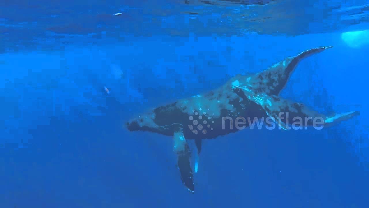 Diver comes across 'singing humpback whale' off coast of Honolulu - YouTube