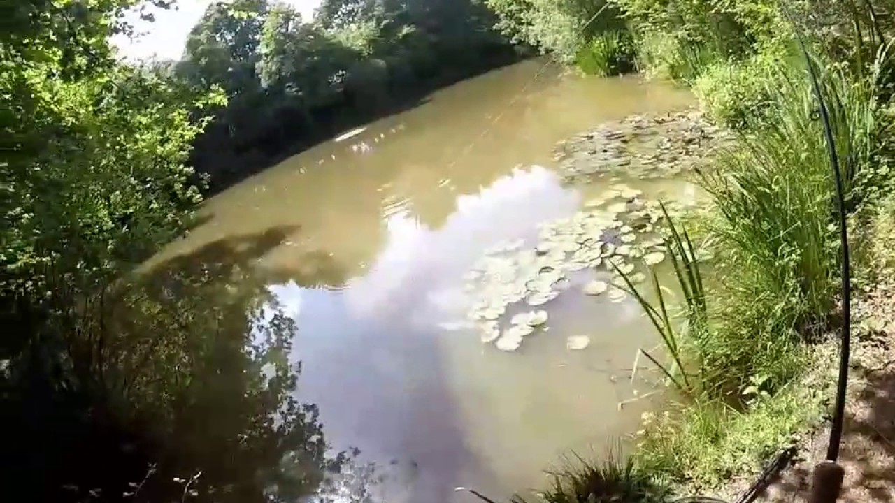 Carp fly fishing w6 and dog biscuit fly - YouTube
