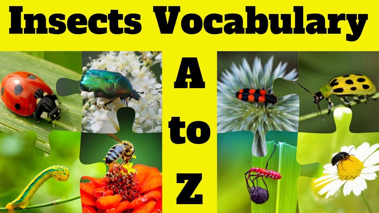 Insects Vocabulary A to Z Full Version🐜🐝| Bugs Vocabulary | Bugs ...