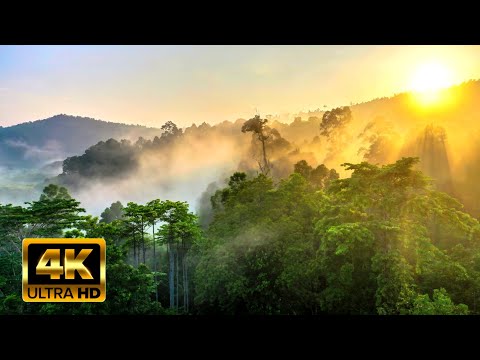 Borneo's Green Jewel - A Tropical Rainforest Adventure | #travelpremium #wildlife #nature #foryou