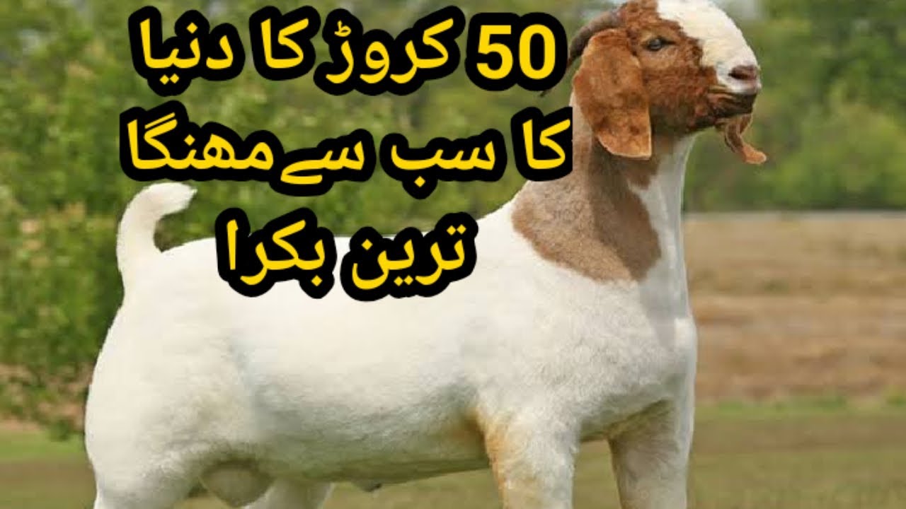 the most expensive goat of the world - YouTube