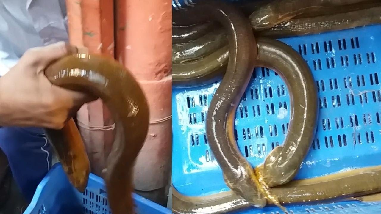 Kuchia Fish Is Quite Suitable For High Blood Pressure || Kuchia Fish ...