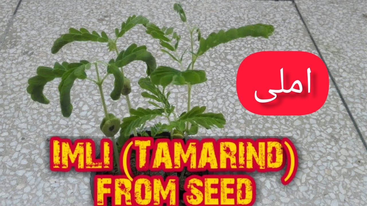 Grow Imli from seeds|| Grow Tamarind from seeds - YouTube