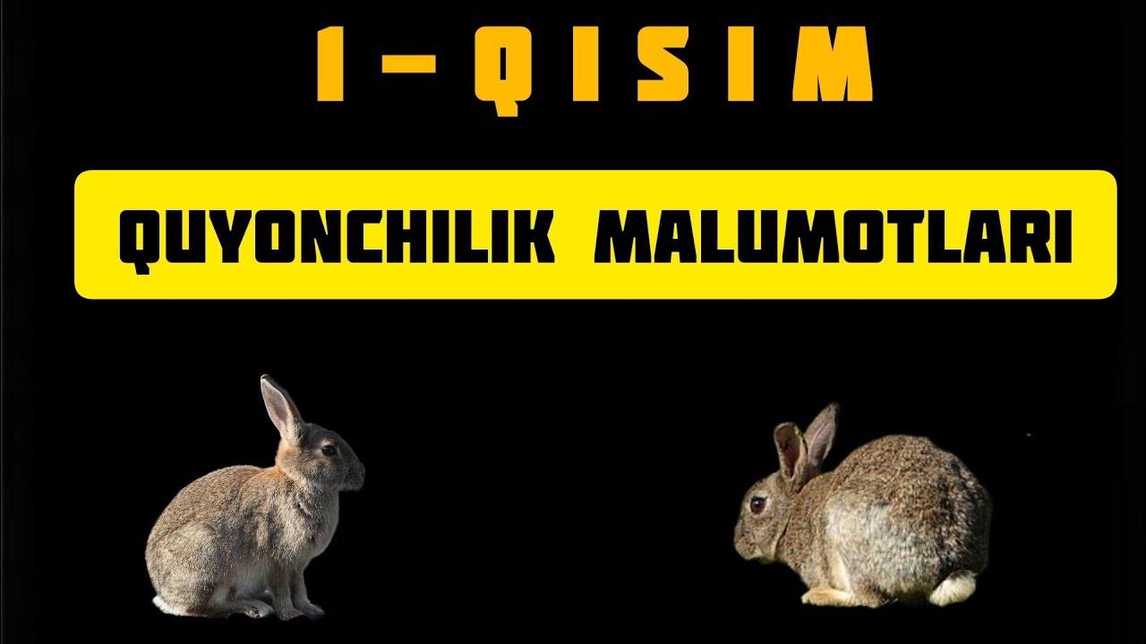 1-QISIM UY QUYONING KELIB CHIQISHI AGUTI #O'RGANAMIZ #quyon # ...