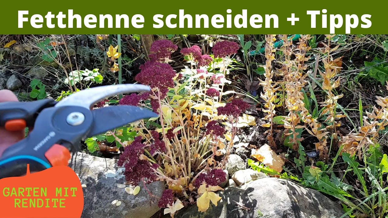 Fette Henne Schneiden