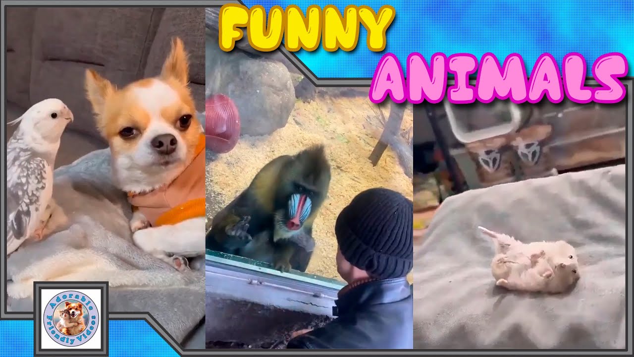 Compilation of funny animals! #113 Choose what you liked most and leave ...