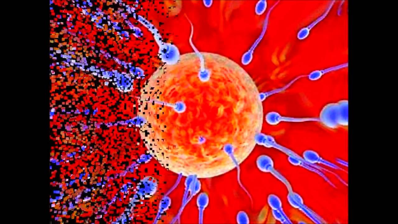 Formación De Los Espermatozoides - YouTube