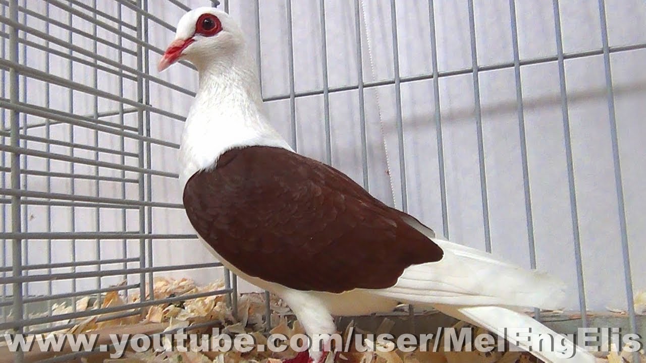 Pigeons Bouclier de velours de Franconie - Franconian Velvet Shield ...