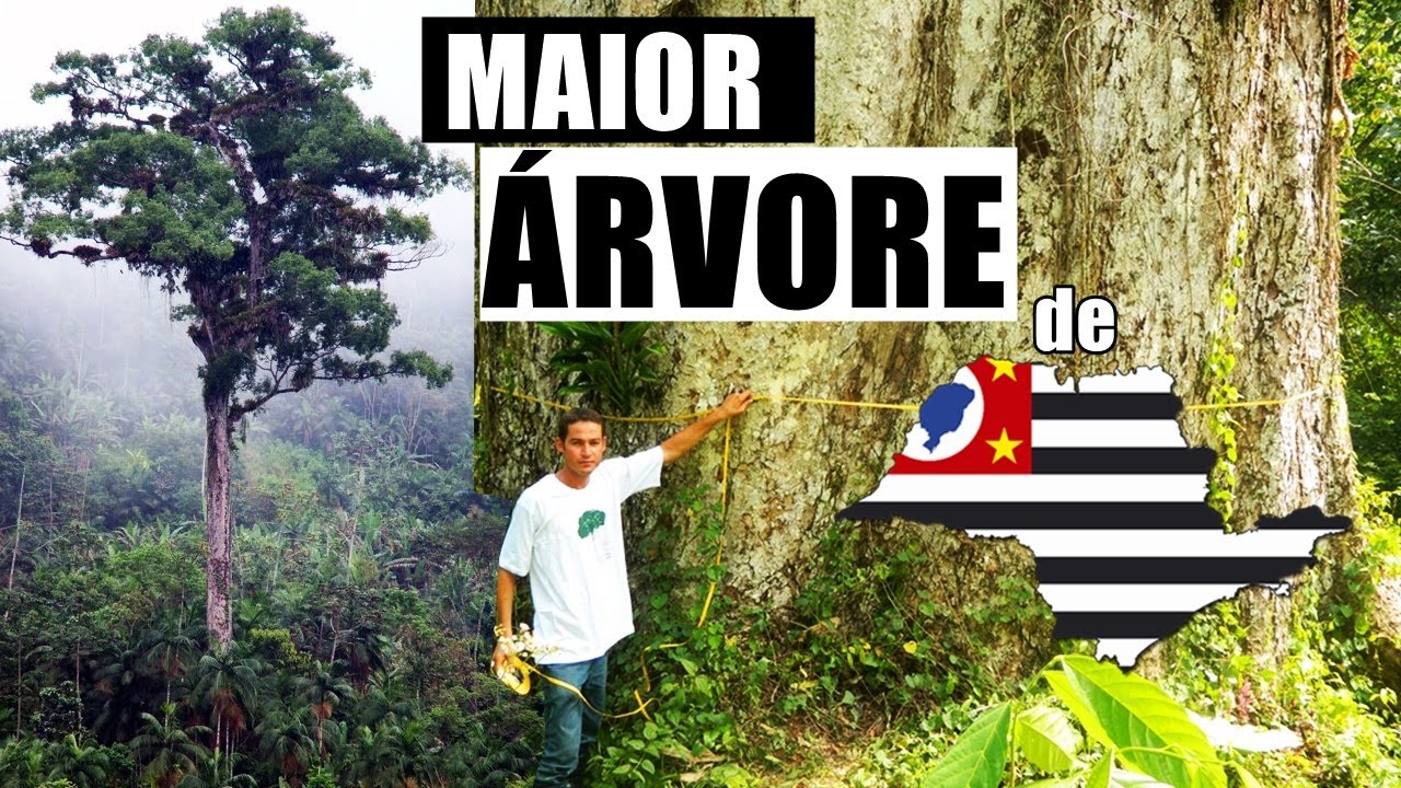 A MAIOR ÁRVORE DO ESTADO DE SÃO PAULO 🌳 Parque Estadual Vassununga em ...