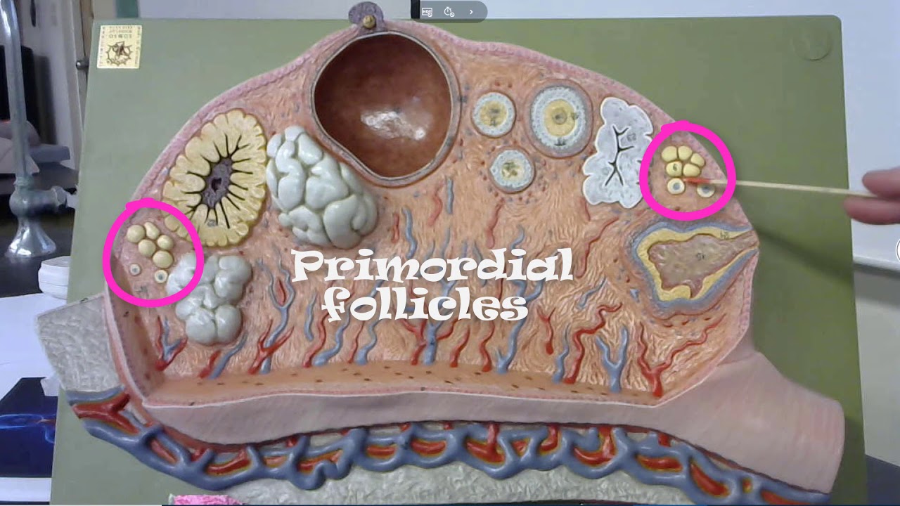 Female Anatomy Models Labeled Ovary Labeled Model