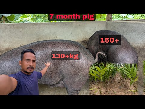 Pig Farmer \