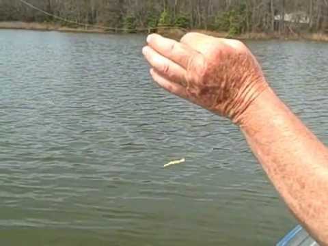 Fishing---White Perch - YouTube