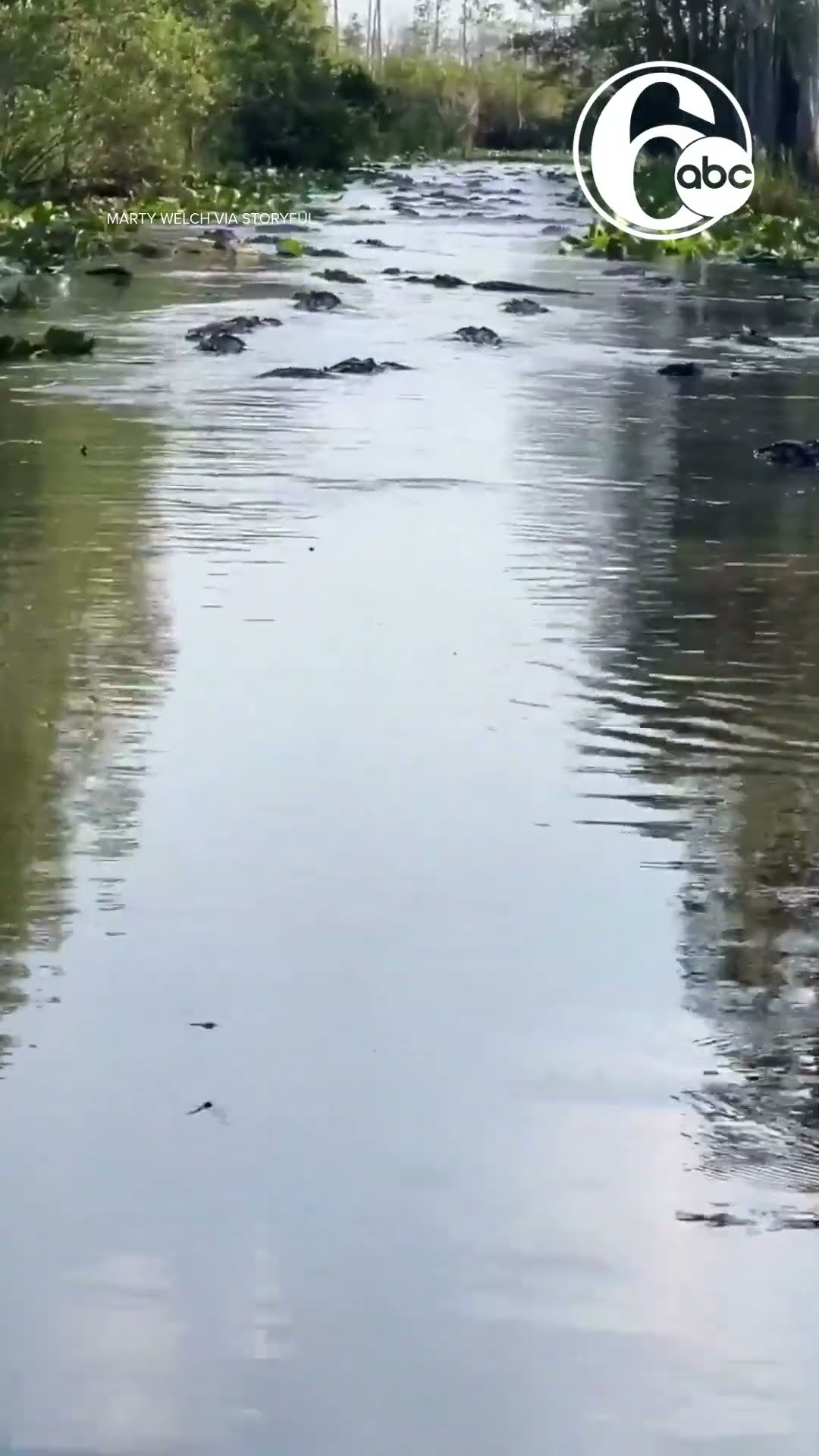 🐊 Alligators swarm swamp in Georgia state park - YouTube