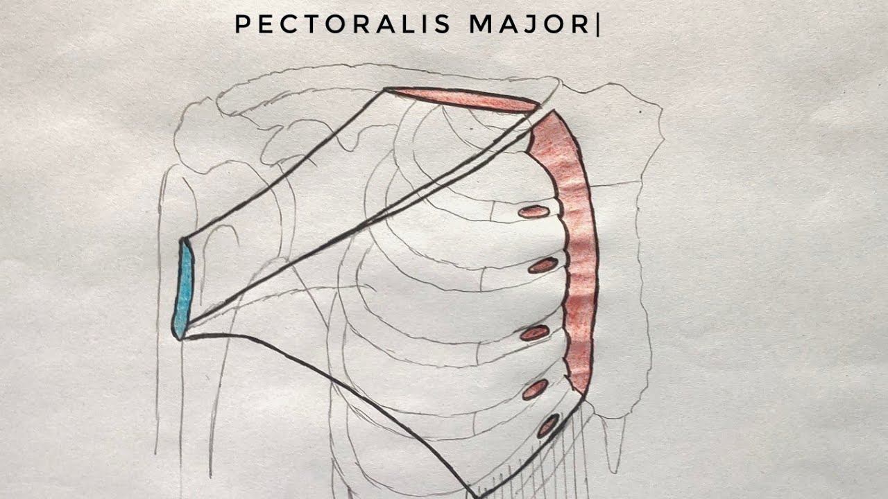 Pectoralis major muscle | med tutorials | - YouTube