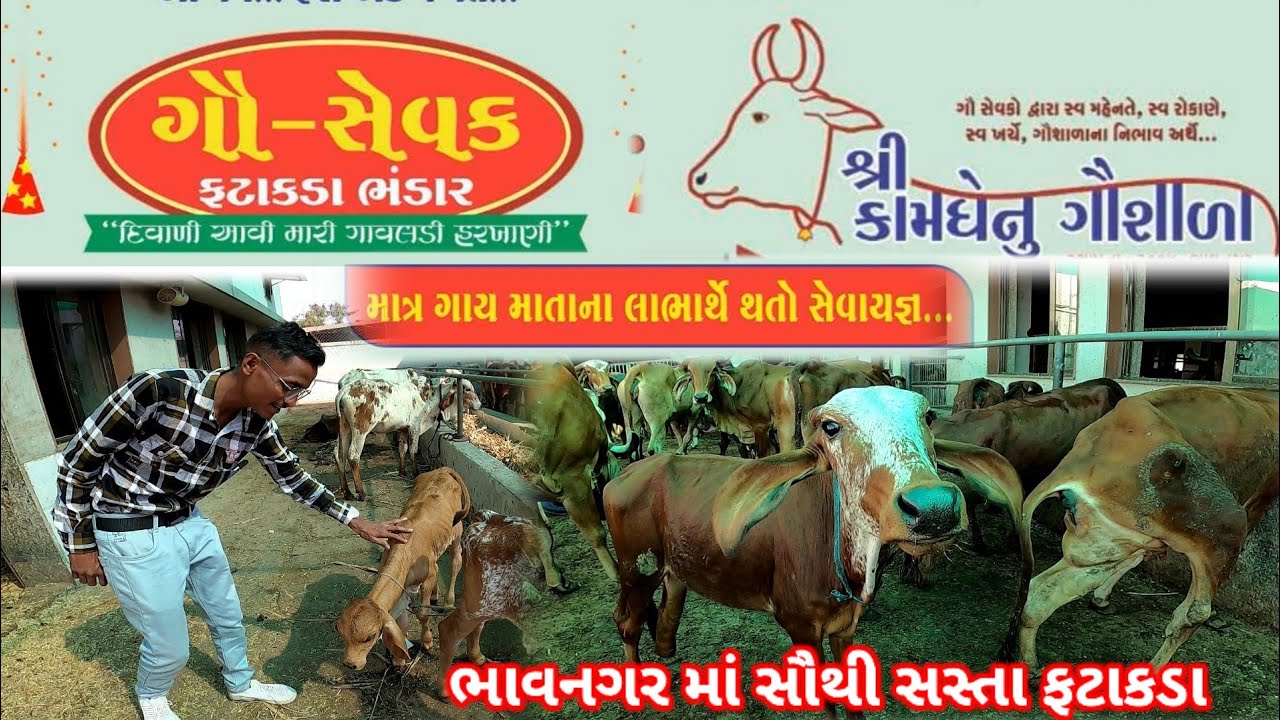 શ્રી કામધેનુ ગૌશાળા ફટાકડા ભંડાર ભાવનગર || ભાવનગર માં સૌથી સસ્તા ફટાકડા ...