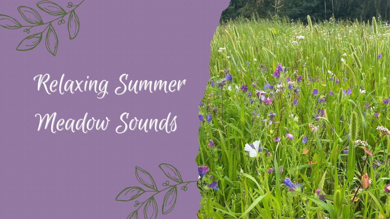Relaxing Summer Meadow Sounds Background - YouTube