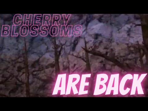 Spring flashback is BACK!! - YouTube