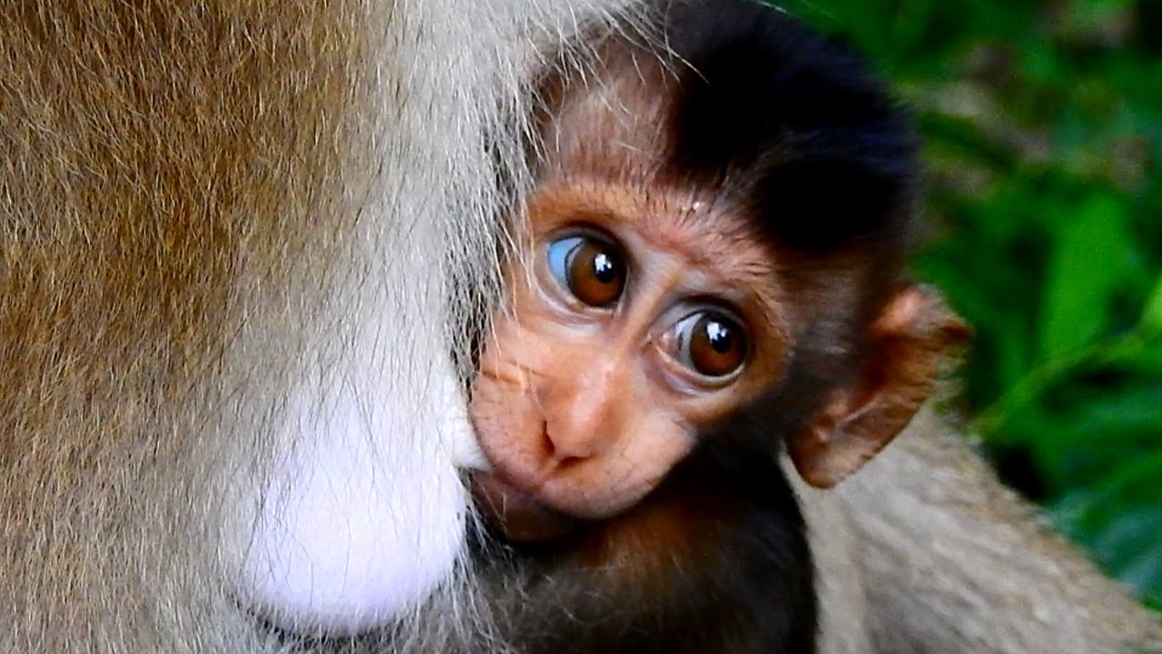 Look More Adorable !! Brady Monkey Be Good Now And Looking Gentle When ...