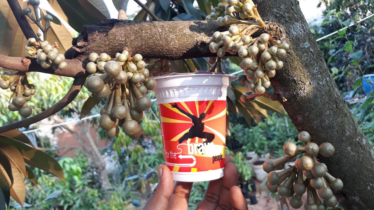 Bunga durian lebat ....video durian musang king - YouTube