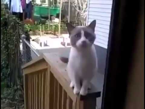 un chat pleure comme un enfant - YouTube