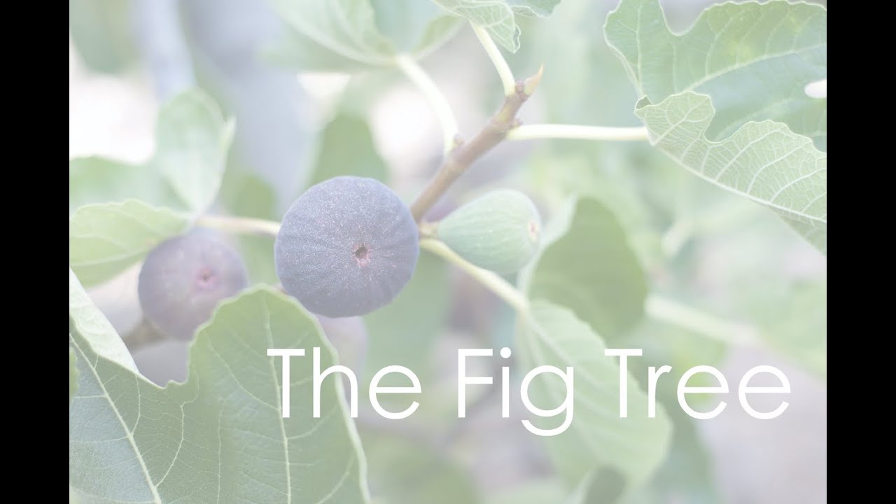 The Fig Tree - YouTube
