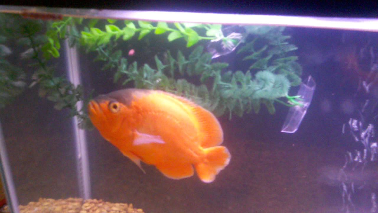 lemon oscars. 2 years old - YouTube
