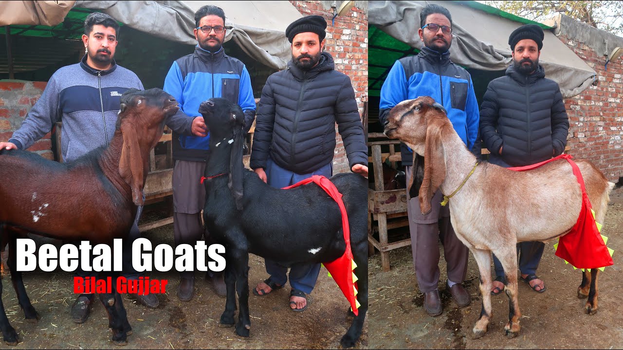 Milking Beetal Goats & Breeder Buck Of Bilal Gujjar Lahore 2024 - YouTube