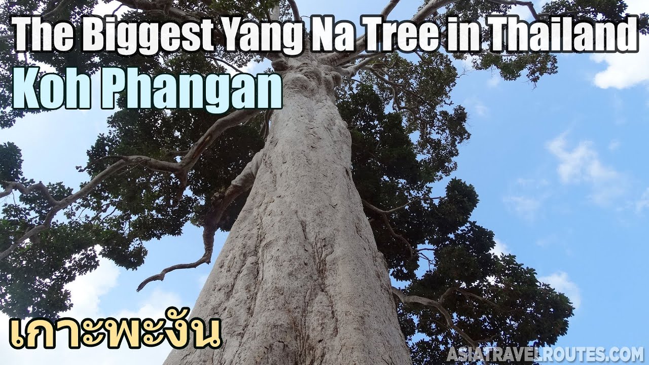 The Biggest Yang Na Tree in Thailand เกาะพะงัน - YouTube