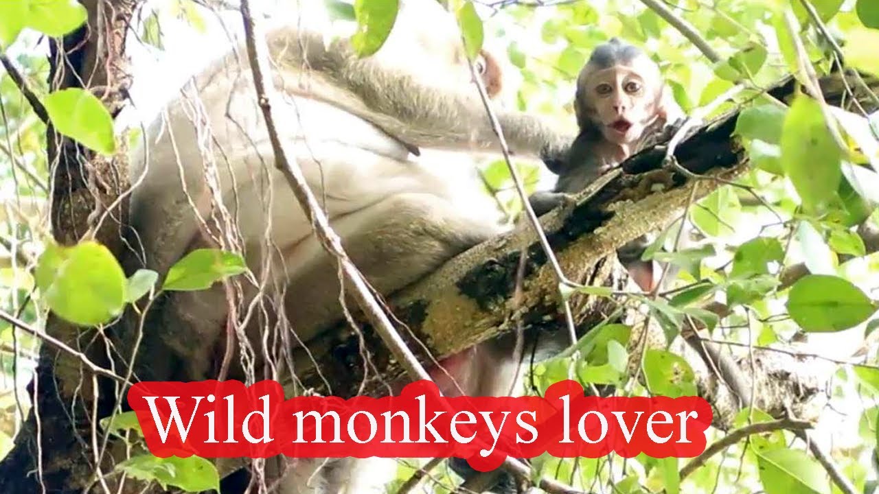 Wild monkeys lover |Monkey lover - YouTube