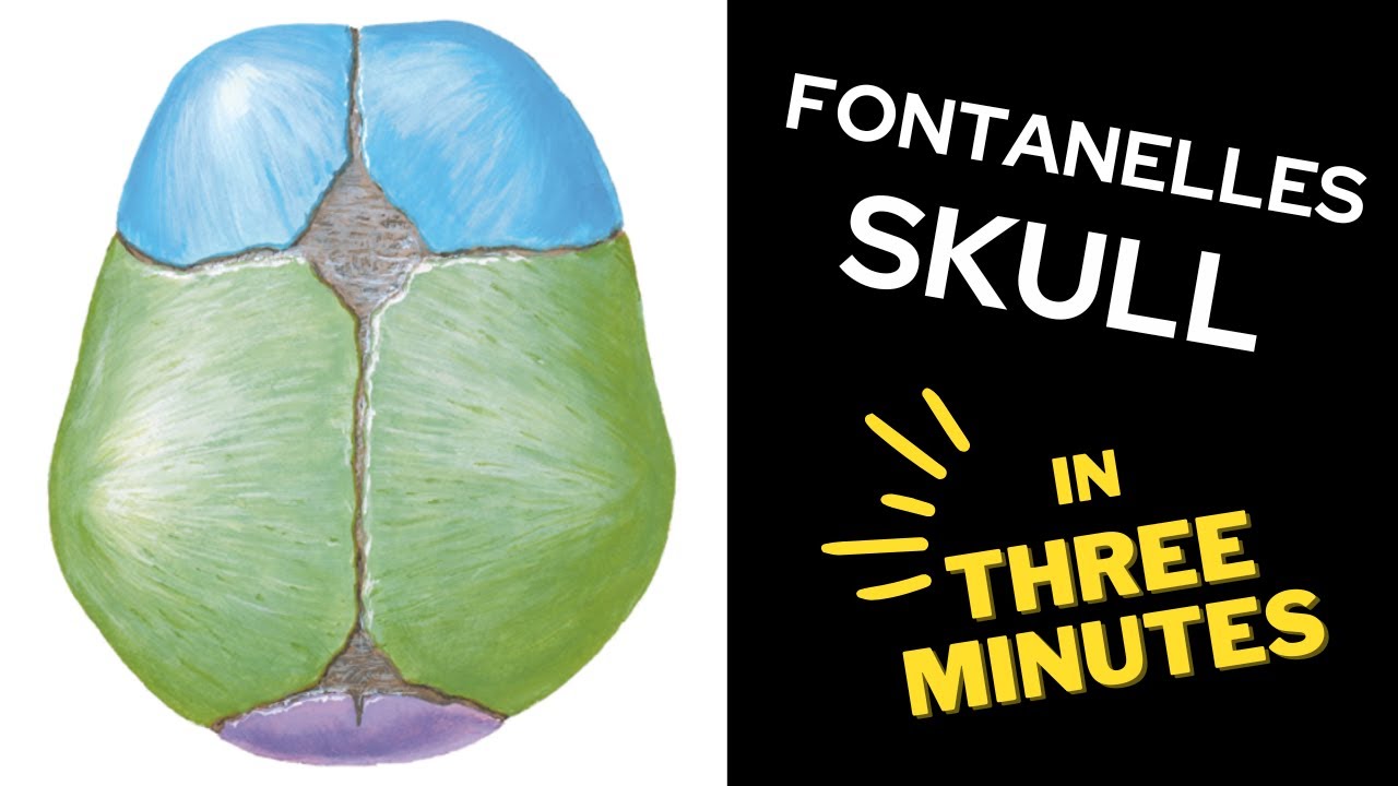 Skull Fontanelles | Anterior Fontanelle | In THREE Minutes - YouTube