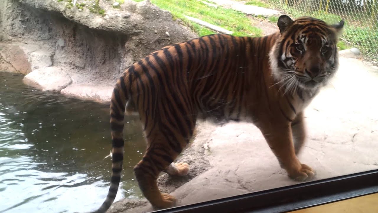 ANGRY CRAZY TIGER AT ZOO TRIES TO KILL ZOO GOERS!!! - YouTube