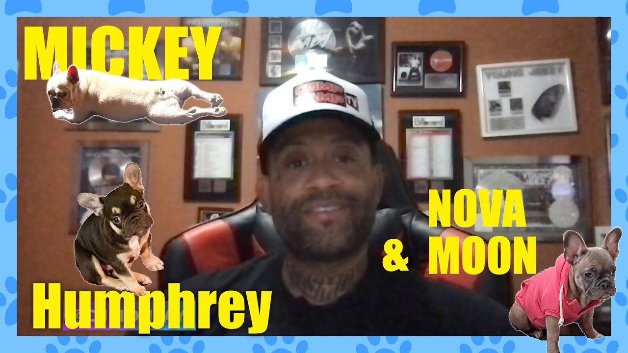 DJ Montay: Behind the Hits with His Fun-Loving French Bulldog Family ...