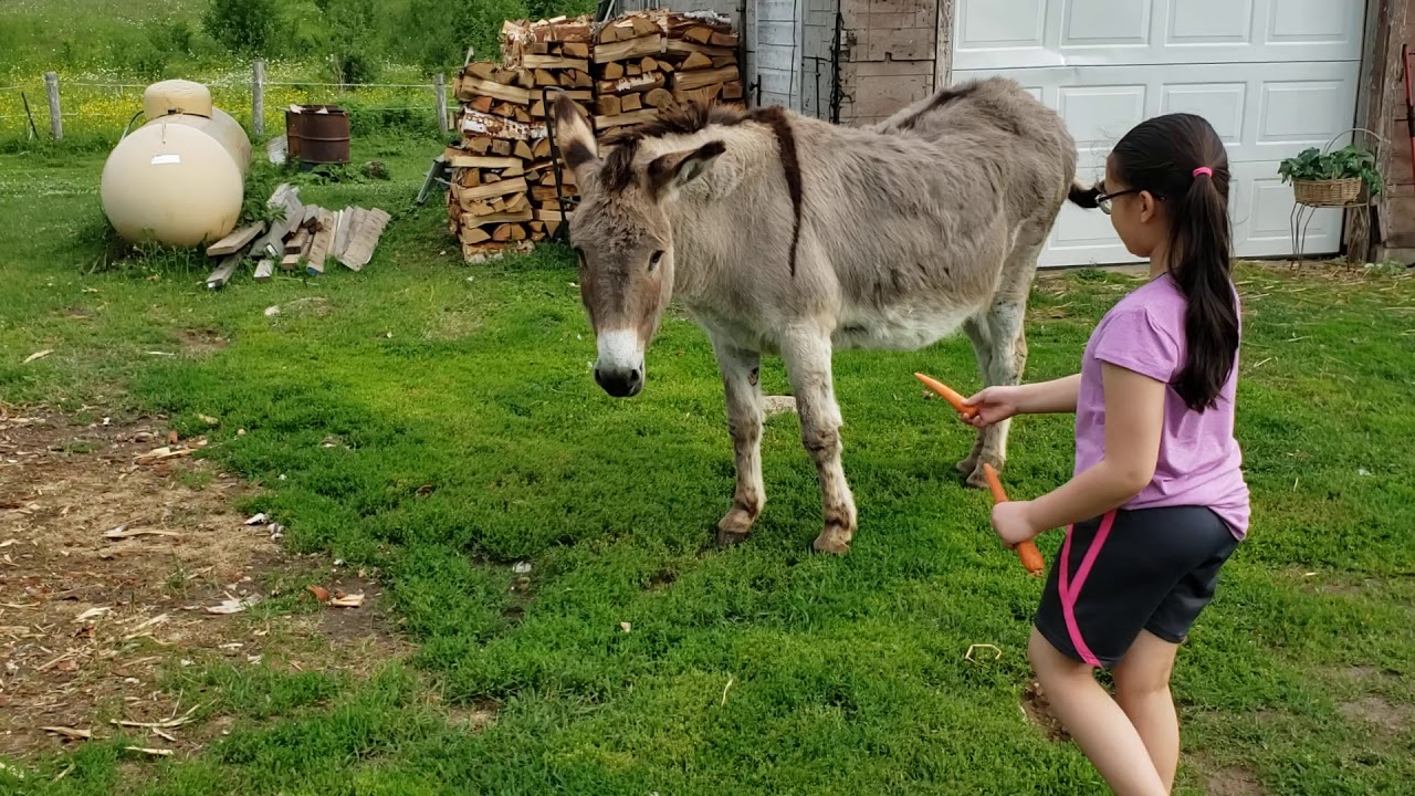 Naomi feeding a donkey for the first time ... on the Amish Ranch - YouTube