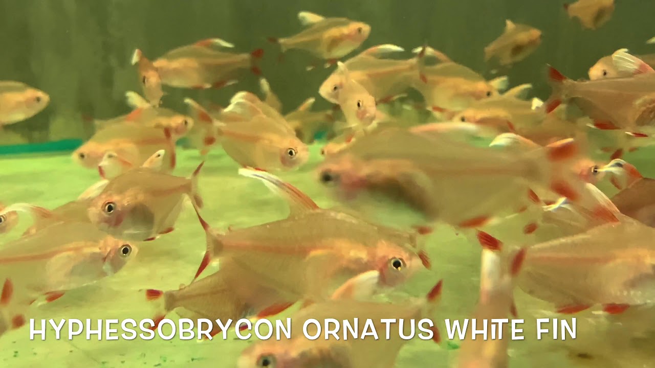 Hyphessobrycon ornatus WHITE FIN - YouTube