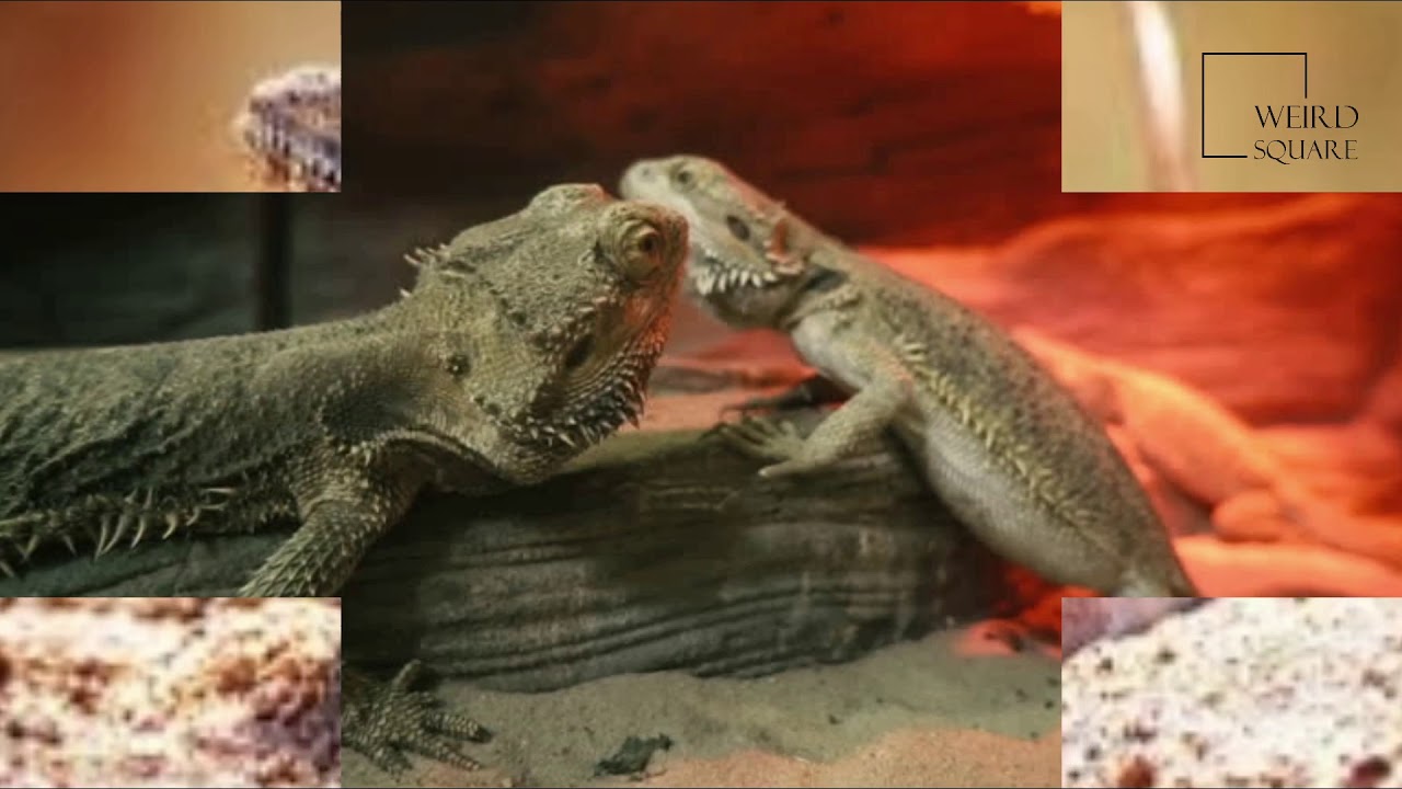 Interesting facts about frilled dragon by weird square - YouTube