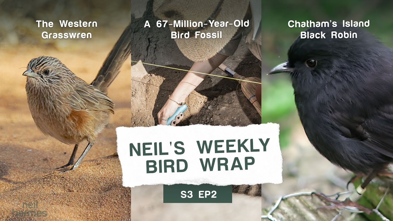The Western Grasswren, A 67-Million-Year-Old Bird Fossil, and Chatham ...
