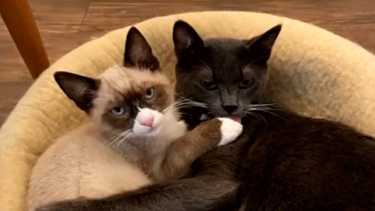 This special needs cat has an emotional support cat - YouTube
