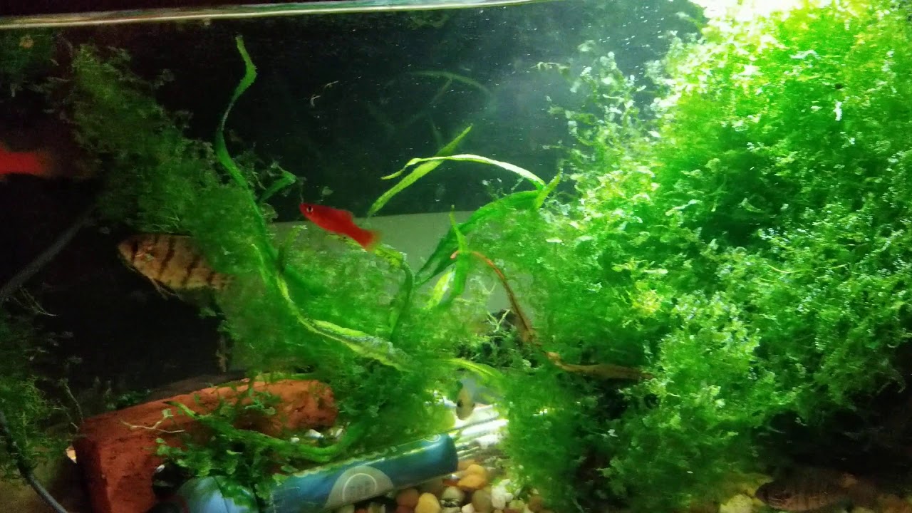 Susswassertang 11/30/2019 - YouTube