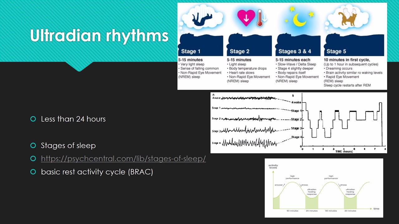 Ultradian Rhythms flipped learning - YouTube