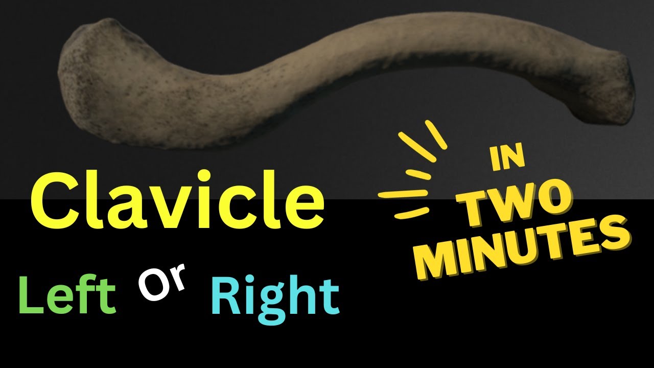 Clavicle - Side (Left👈OR Right👉) | IN 2 MINUTES! - YouTube