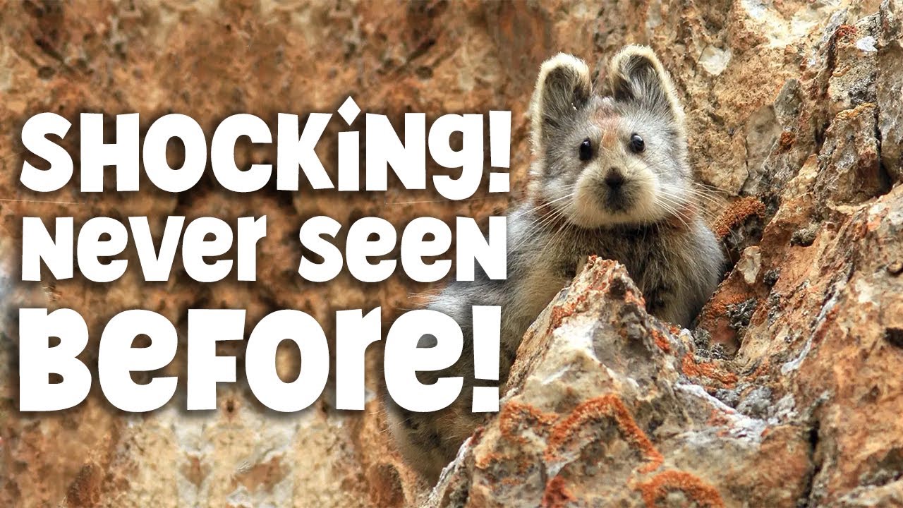 Shocking! Scientists Capture Footage of 20 Animals We Thought Were ...