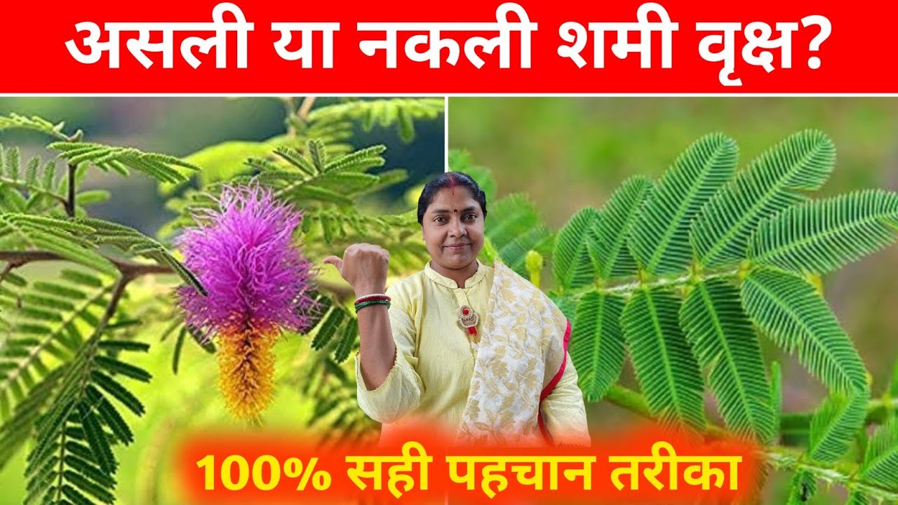 असली शमी वृक्ष की पहचान ऐसे करें | How to Identify Real Shami Tree ...