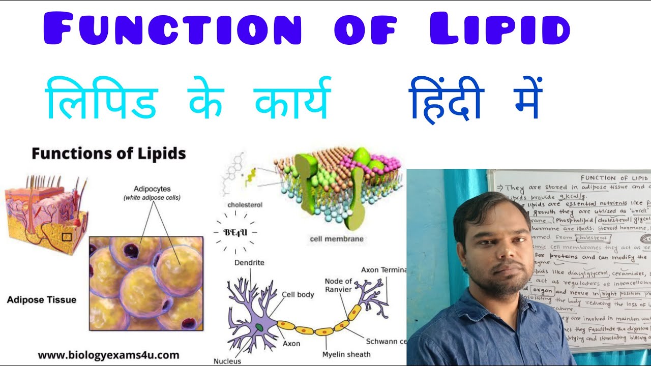 Function of Lipid In hindi | लिपिड के क्या काम होता है? easy ...