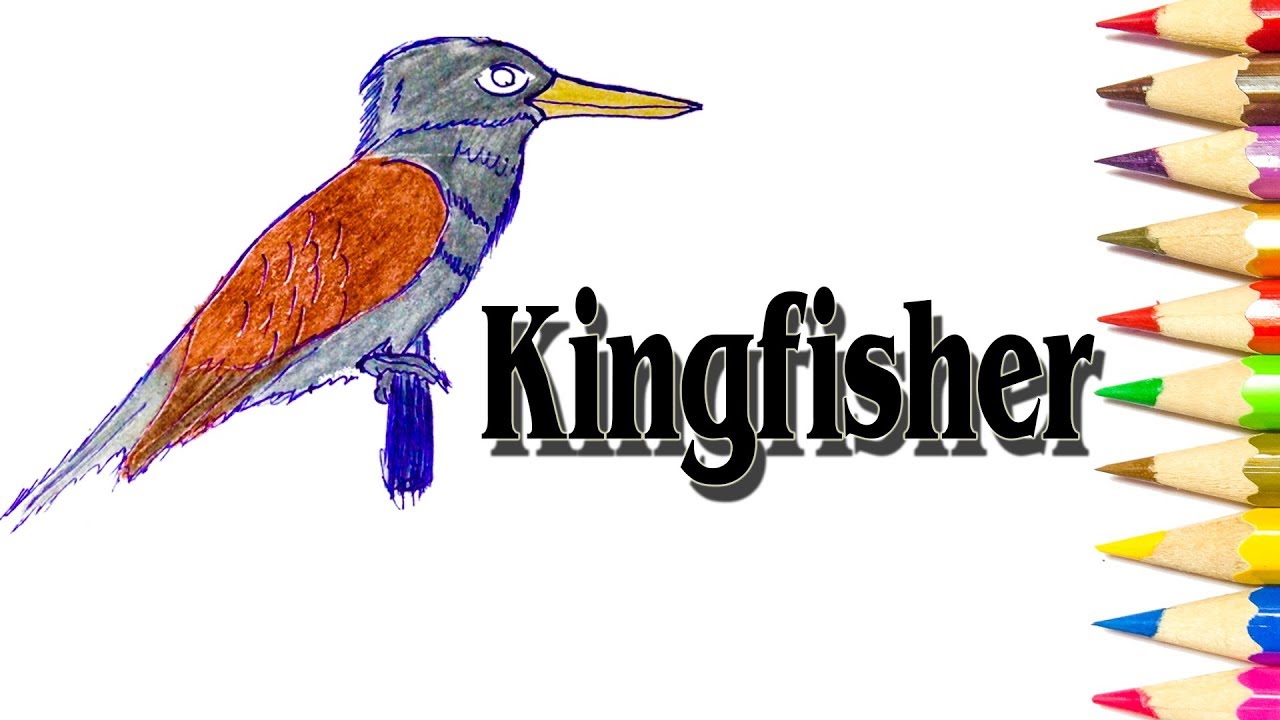 How to Draw a Kingfisher step by step - SLD - YouTube