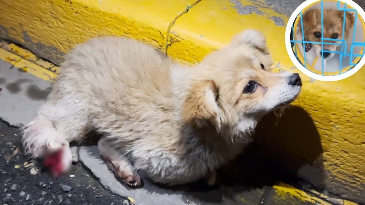A Stray Dog Got Run Over by a Car Too Scared to be Rescued Until A Man ...