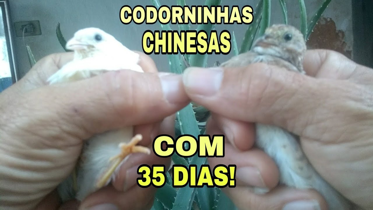 MOSTRANDO OS FILHOTES DE CODORNA CHINESA COM 35 DIAS!!! - YouTube