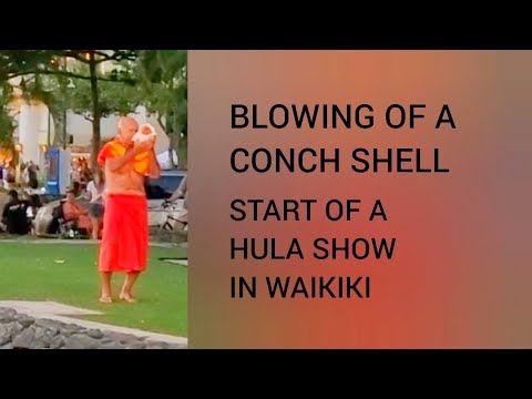Blowing of a conch shell in Hawaii at the start of a Waikiki hula show ...