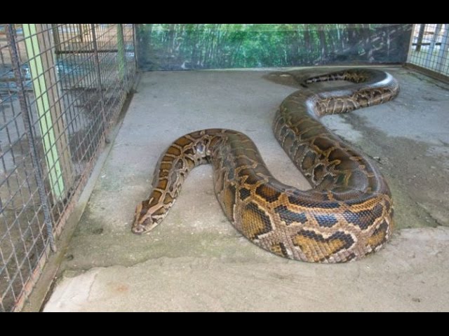 Longest Anaconda In The World In Feet