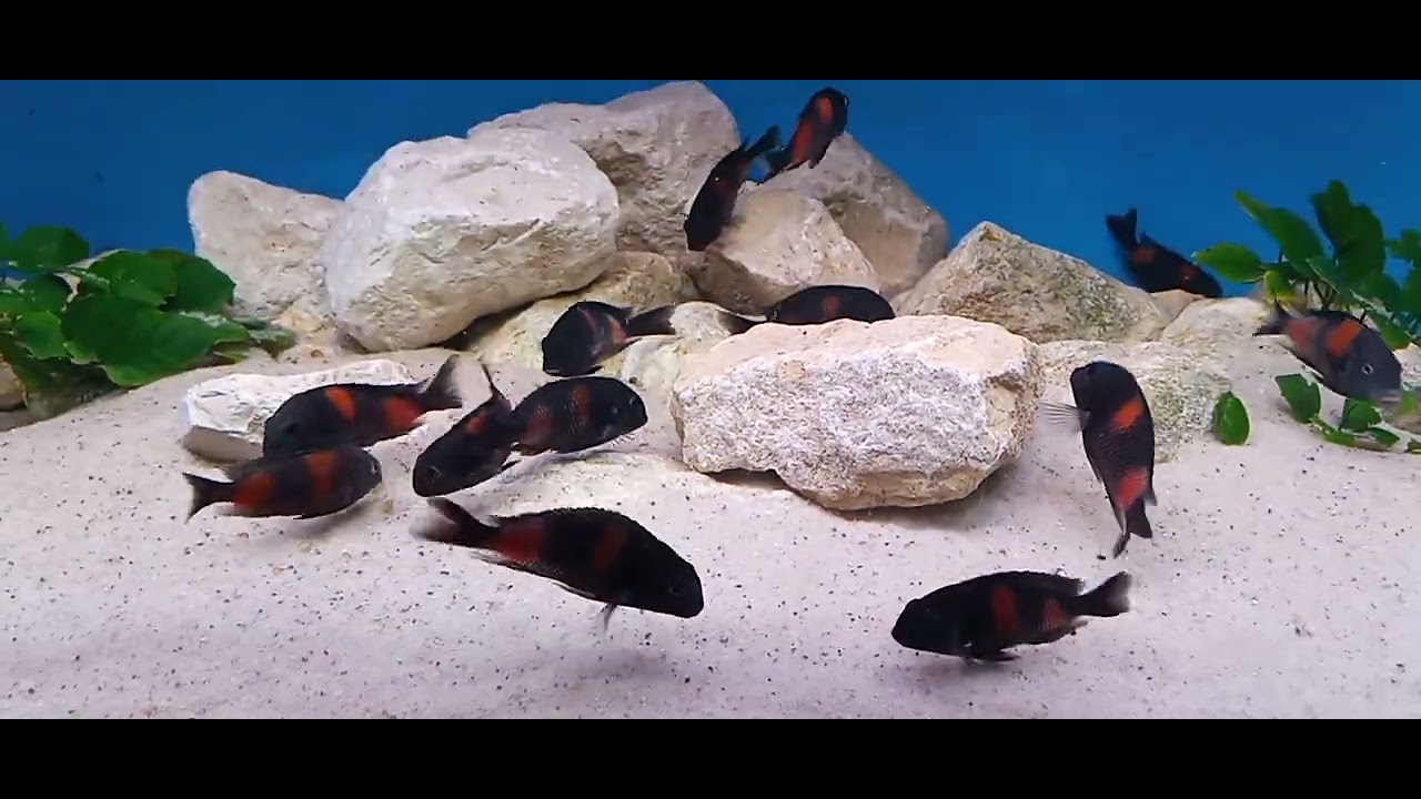 Tropheus Bulu Point , kolacja 🖤 ️ - YouTube